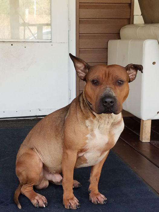 LOST DOG Notice - Town of Denning - Ulster County, New York